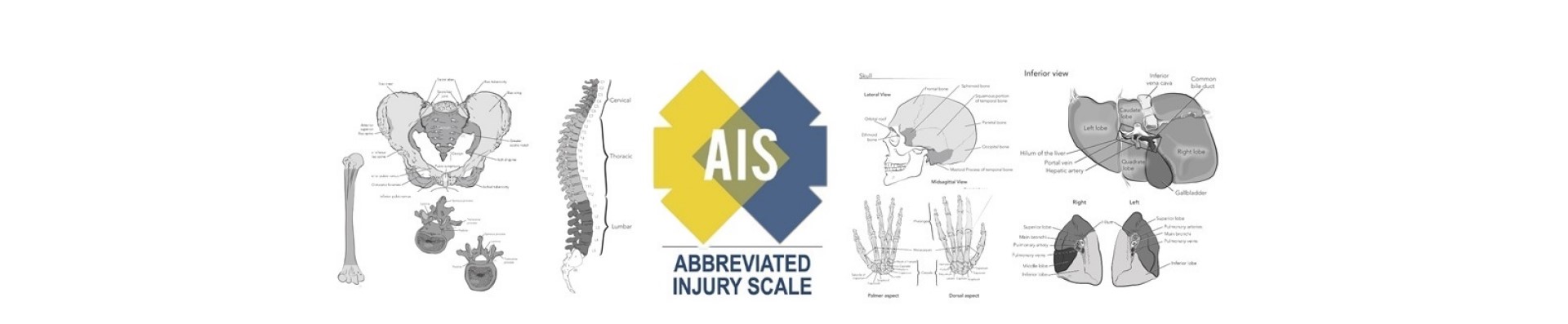 Association for the Advancement of Automotive Medicine